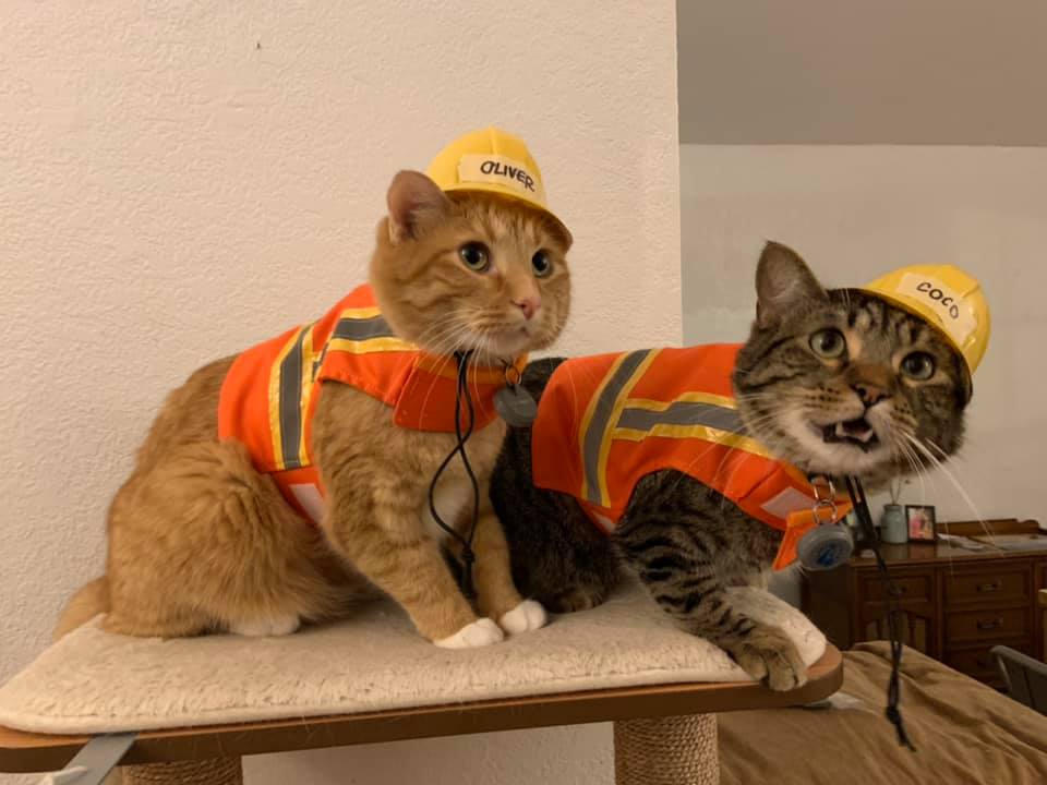 Hard-working feline friends
